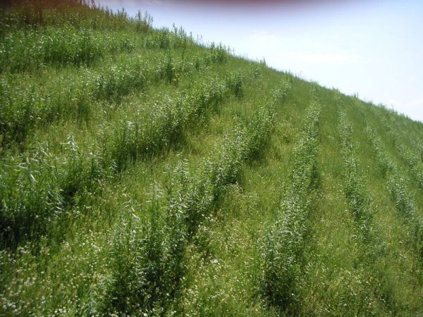 Fascines | Hydrosaat AG